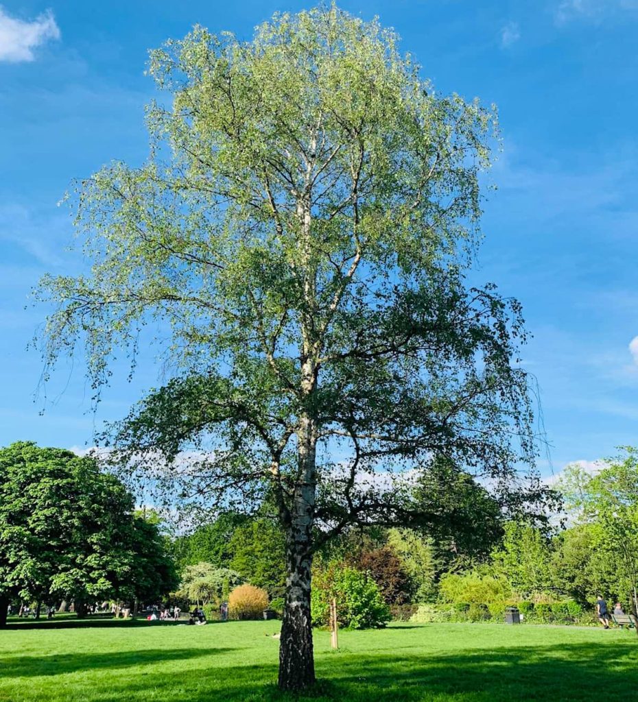 Birch, Silver - The Online Tree Shop