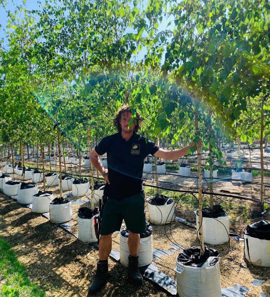 Birch, Silver - The Online Tree Shop