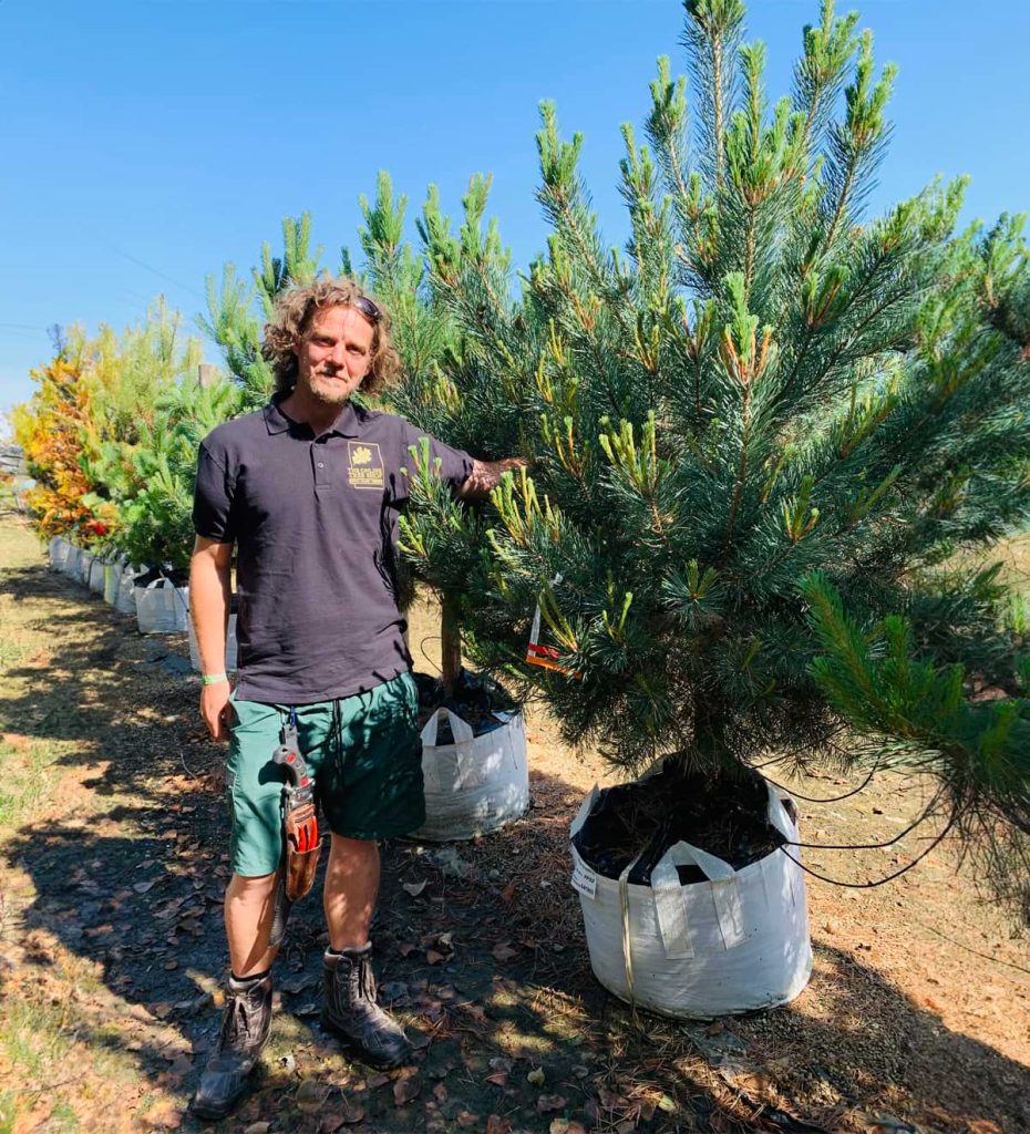 Pine, Scots - The Online Tree Shop