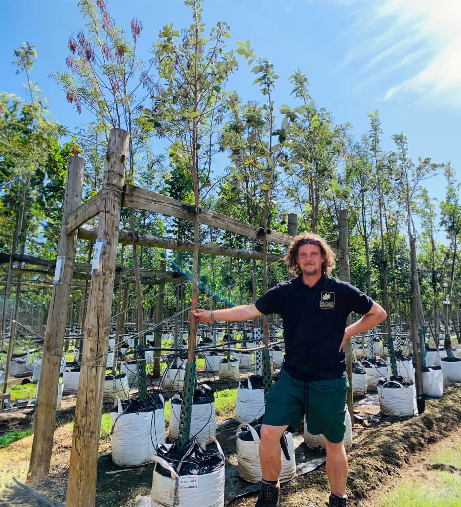 Whitebeam - The Online Tree Shop